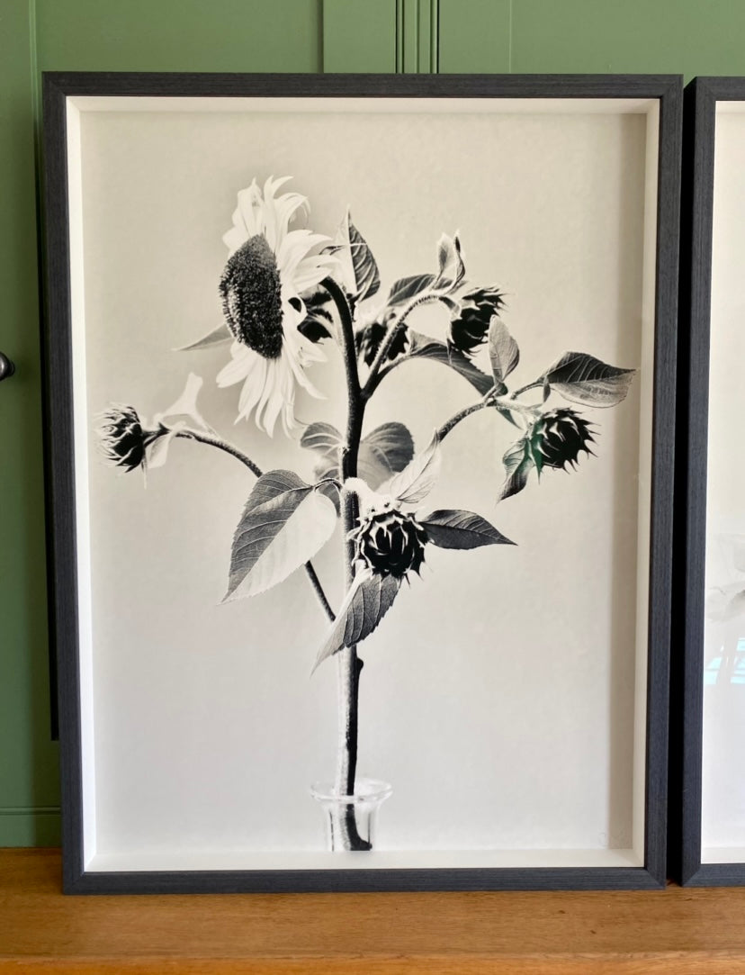 Sunflower – Kate Preston Art