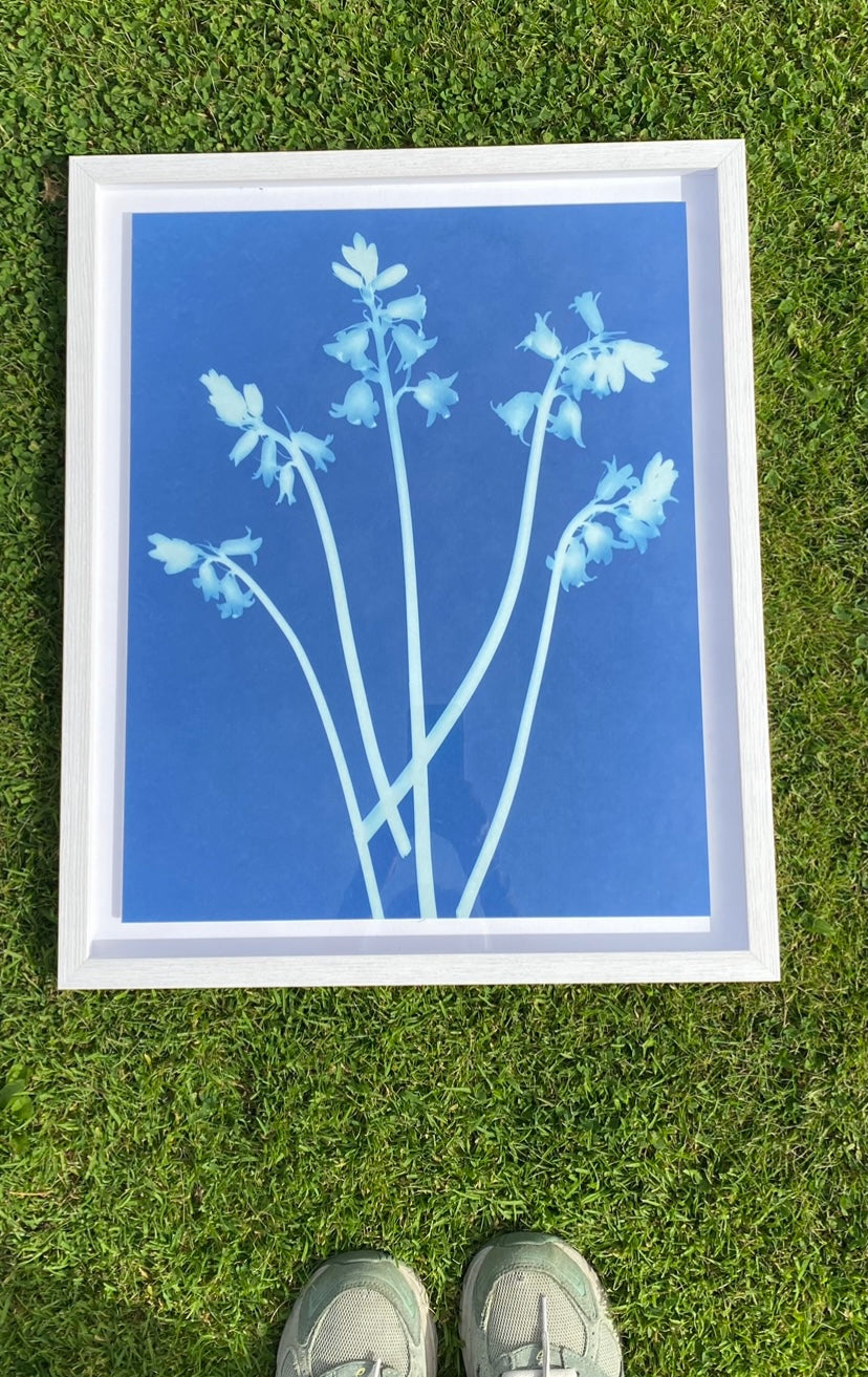 Bluebells II – Kate Preston Art